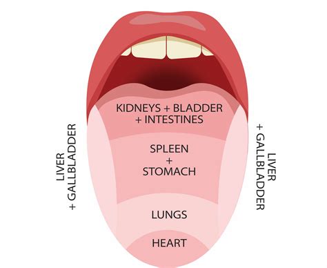 Ayurvedic Tongue Diagnosis What Your Tongue Reveals About Your Health