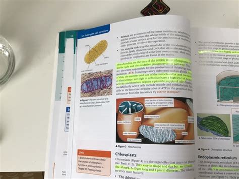 Cell Structure Flashcards Quizlet
