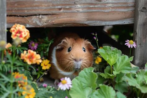 仓鼠的繁殖特点