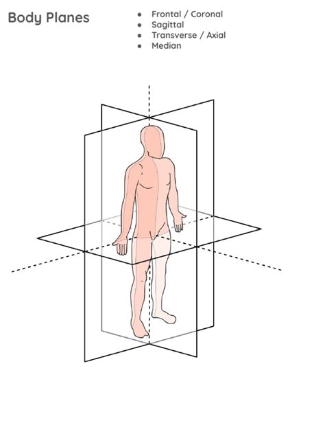 Body Planes And Cavities Diagrams Pdf