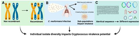 Cryptococcus Neoformans Meningitis