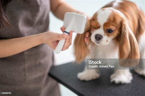중국 여성 개 Groomer 손질 Cavalier 킹 찰스 발 바리 강아지 솔질에 대한 스톡 사진 및 기타 이미지 솔질 개 헤어브러시 Istock