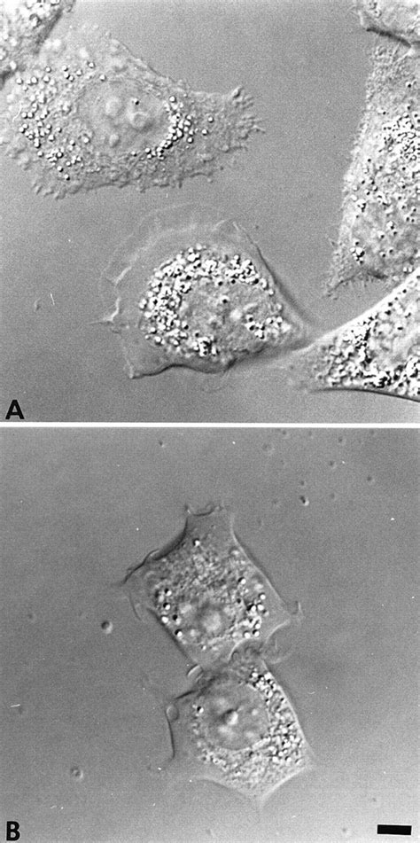 A M2 Cells 20 Min After Microinjection With Mature Map2 All Of The Download Scientific