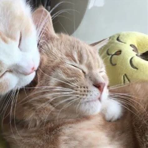 172 Pp Foto Profil Kucing Couple Terpisah Lucu Gemoy Dan Aesthetic
