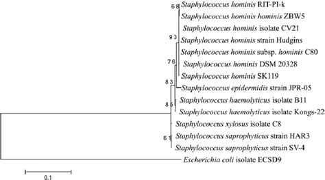 Maximum Likelihood Phylogenetic Tree Constructed Using Multiple