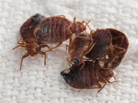 Mơ Thấy Con Rệp Mang ý Nghĩa Gì đánh Xổ Số Con Gì