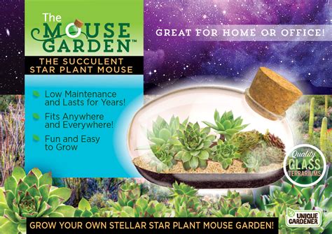 The Succulent Star Mouse Toy Box Michigan