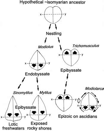 The Biology And Functional Morphology Of Modiolarca Subpicta Bivalvia