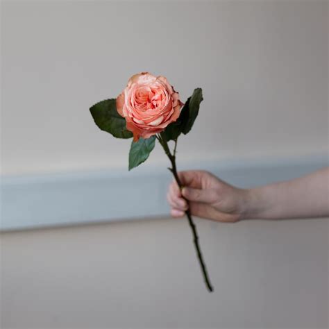 Пионовидная роза «Кахала», Flowers Moscow, Russia, buy at a price of ...