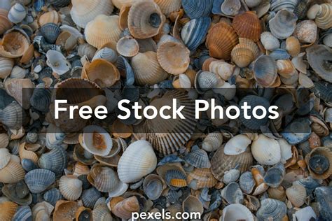 Shell Distribution Photos Download The Best Free Shell Distribution