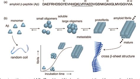 Beta Amyloid Peptide