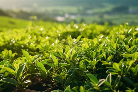 种植的新鲜茶叶高清图片下载 正版图片600545972 摄图网