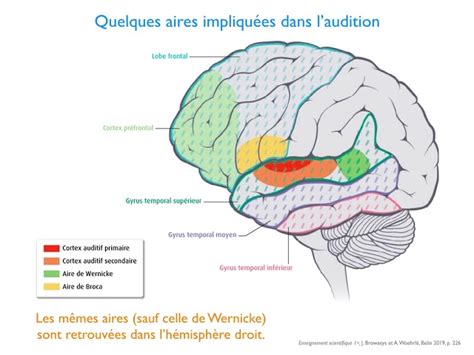 Cortex Auditif
