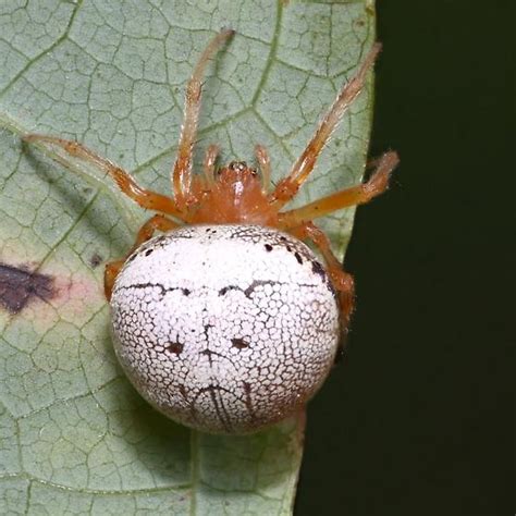 Araneus Thaddeus Bugguidenet