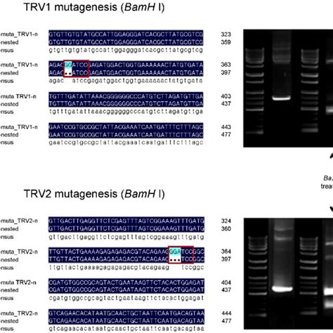 bamh i sequence insertion of the trv genetically modified positive