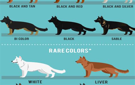 German Shepherd Coloring Chart