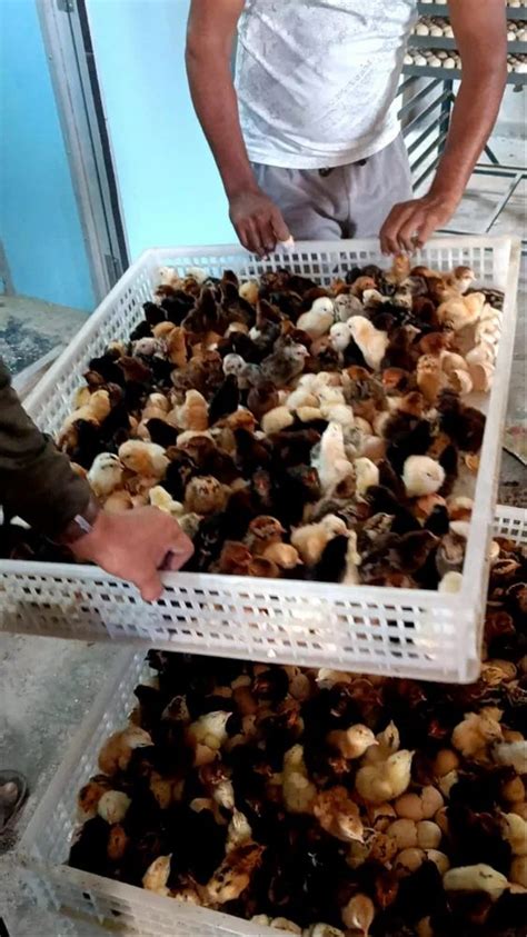 Sonali Desi Chicks For Meat Eggs Day Old At Piece In Ranchi ID