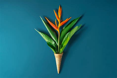 열대 꽃의 꽃다발과 파란색 배경에 와플 콘에 나뭇잎 자연의 창조적 인 개념 식물학에 대한 스톡 사진 및 기타 이미지 식물학 힙스터 사람 0명 Istock