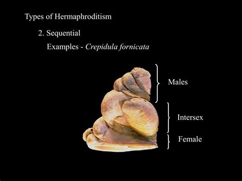 Ppt Alternate Mating Patterns Hermaphroditism Powerpoint