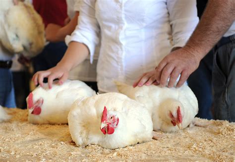 Poultry Judging Videos At Troy Bellows Blog