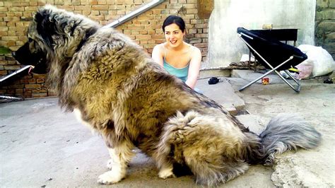 All You Need To Know About The Loyal And Protective Caucasian Shepherd