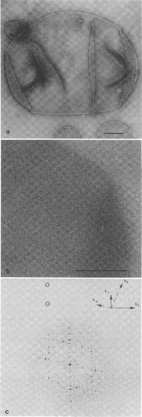 Figure 1 From Low Resolution Structure Of Bovine Rhodopsin Determined