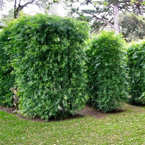 Indian Laurel Columns Ficus Nitida