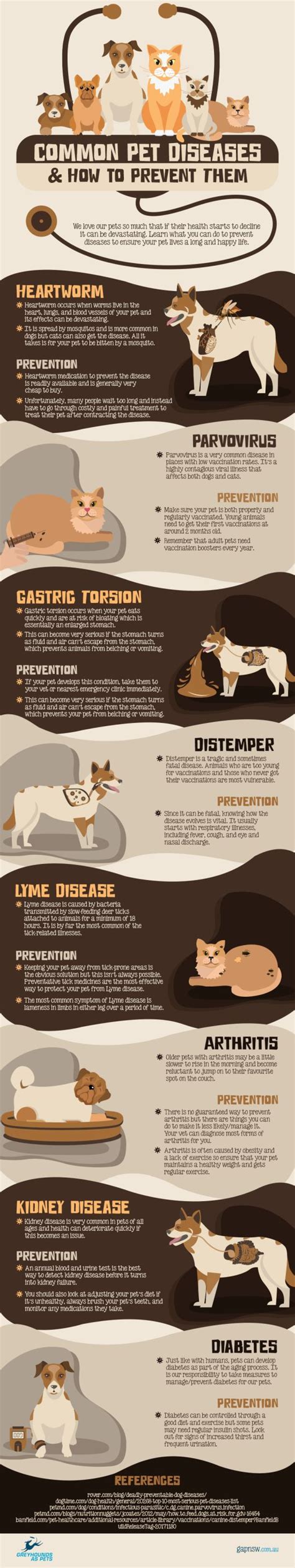 Common Pet Diseases How To Prevent Them Infographic
