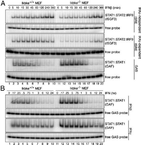 Isgf3 Binding Decreases Whereas Gaf Binding Increases In Ikk ε Download Scientific Diagram