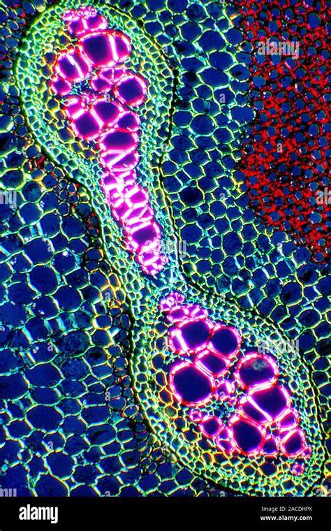 Cross Section Of A Rhizome Light Micrograph Of A Cross Section Through