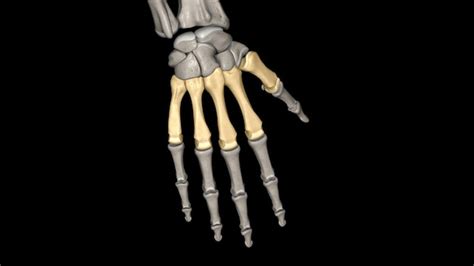 Los Metacarpianos Son Huesos Largos Y Delgados Que Se Encuentran Entre Los Huesos Carpianos De