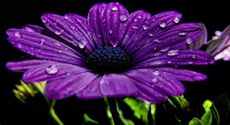 300 Purple Flowers Backgrounds