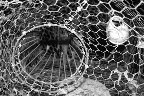 Premium Photo Close Up Of Cage