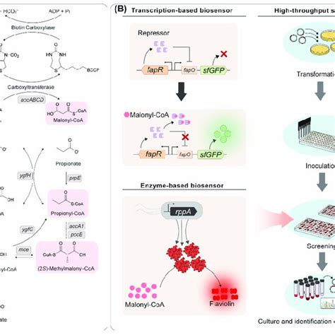 Metabolic Engineering Strategies For The Production Of Aromatic Download Scientific Diagram