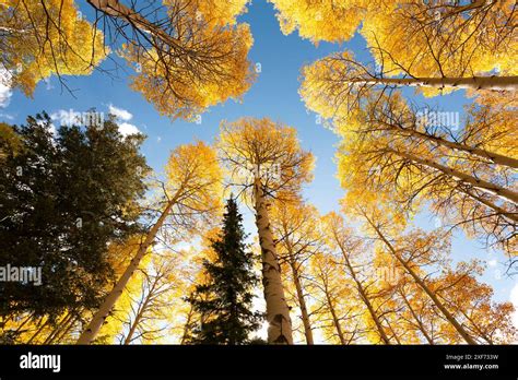 Usa Idaho Targhee National Forest Looking Up Through Quaking Aspens