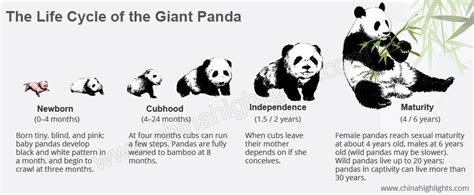 Pandas Life Cycle