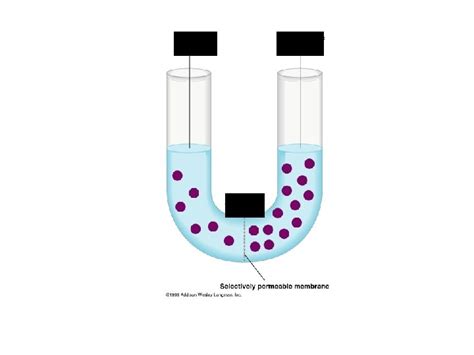 Osmosis Practice Problems Which Way Will The Water