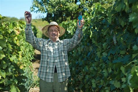 Senior Vintner Working In Vinery Stock Image Image Of Fruit Alcohol