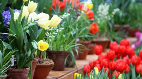 Οι τουλίπες είναι το λουλούδι της άνοιξης Πώς να τις κάνετε να φουντώσουν σε γλάστρα