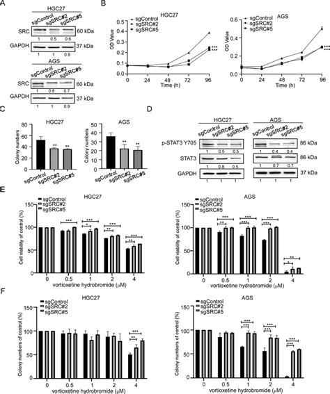 src knockout reduced gc cells sensitivity to vortioxetine download
