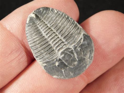 500 Million Year Old Trilobite Fossil 100 Natural Utah 4 22 Etsy