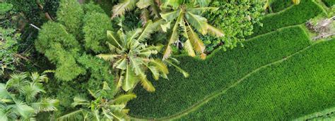 Evaluation Iaes Cgiar Independent Advisory And Evaluation Services