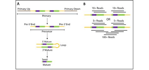 Schematic Of MiRNA Sequence Domains And High Confidence Annotations Download Scientific