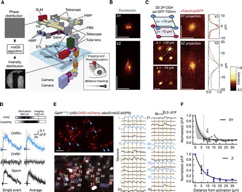 Linking Neurons To Network Function And Behavior By Two Photon Holographic Optogenetics And