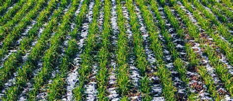 Winter Wheat Season Is Here Are You Ready