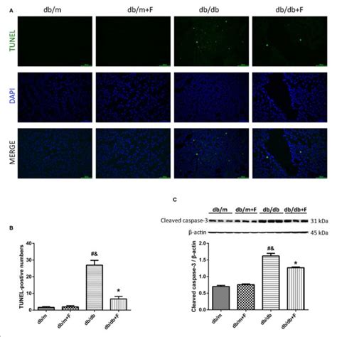 renal apoptosis in db m db m f db db and db db f groups a b