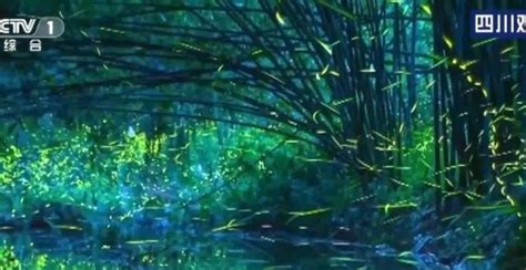今晚，央视《新闻联播》点赞眉山！呵护生态，青神萤火虫促乡村振兴腾讯新闻