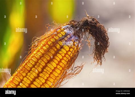 Immature Diseased And Moldy Corn Cob On The Field Close Up Collect