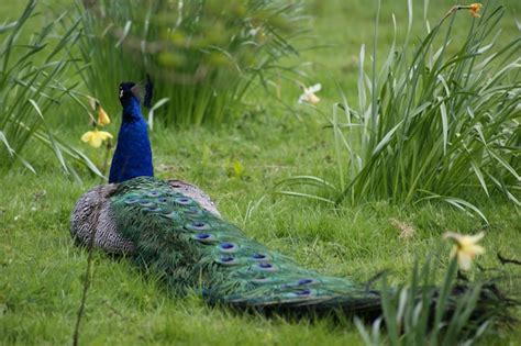 Peacock Behavior Images Free Download On Freepik