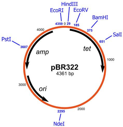 Reading Plasmid Maps An Easy Guide For Beginners